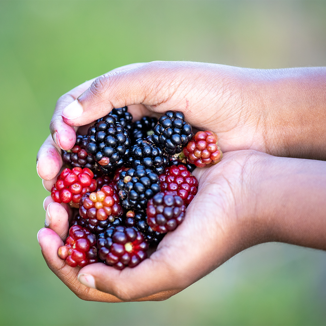 Boysenberries: Health Benefits, Nutrition & Their Unique Story – Eden ...